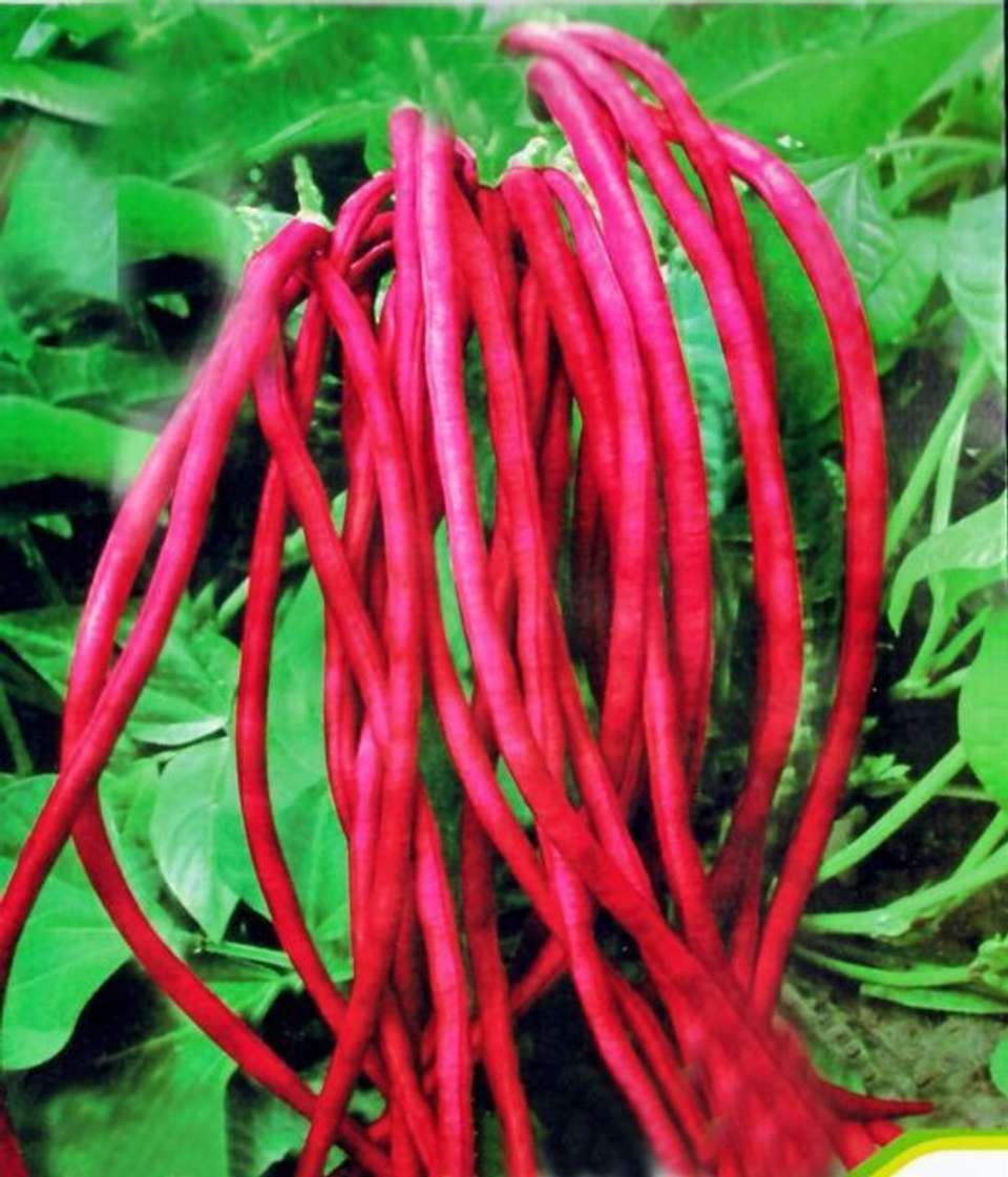 Cloud Farm Red Cowpea Beans Lobia Lal Barbati Seed Price in India - Buy ...