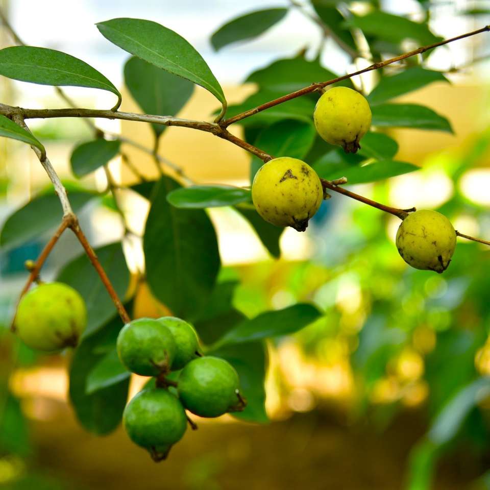 Sovata Guava Growth Food, Organic Manure for Growth and Heavy Fruiting ...